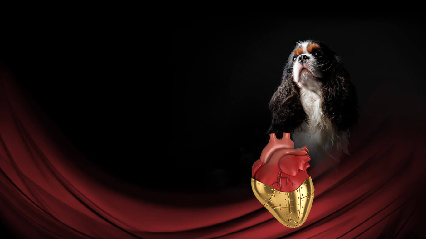 Cardiocare | Vet Center